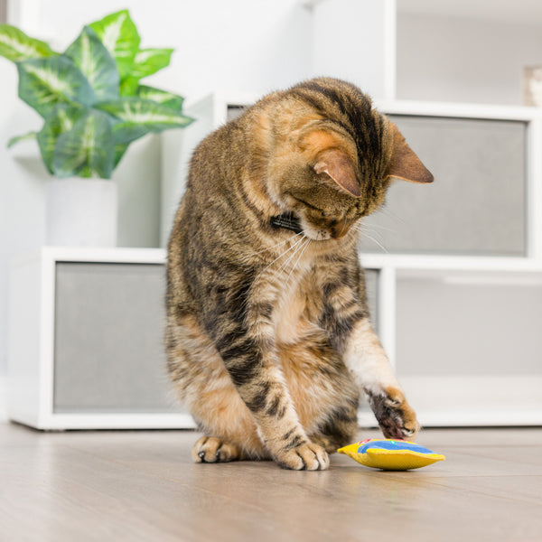 Sweetest Fish Cat Toy - Huxley & Kent