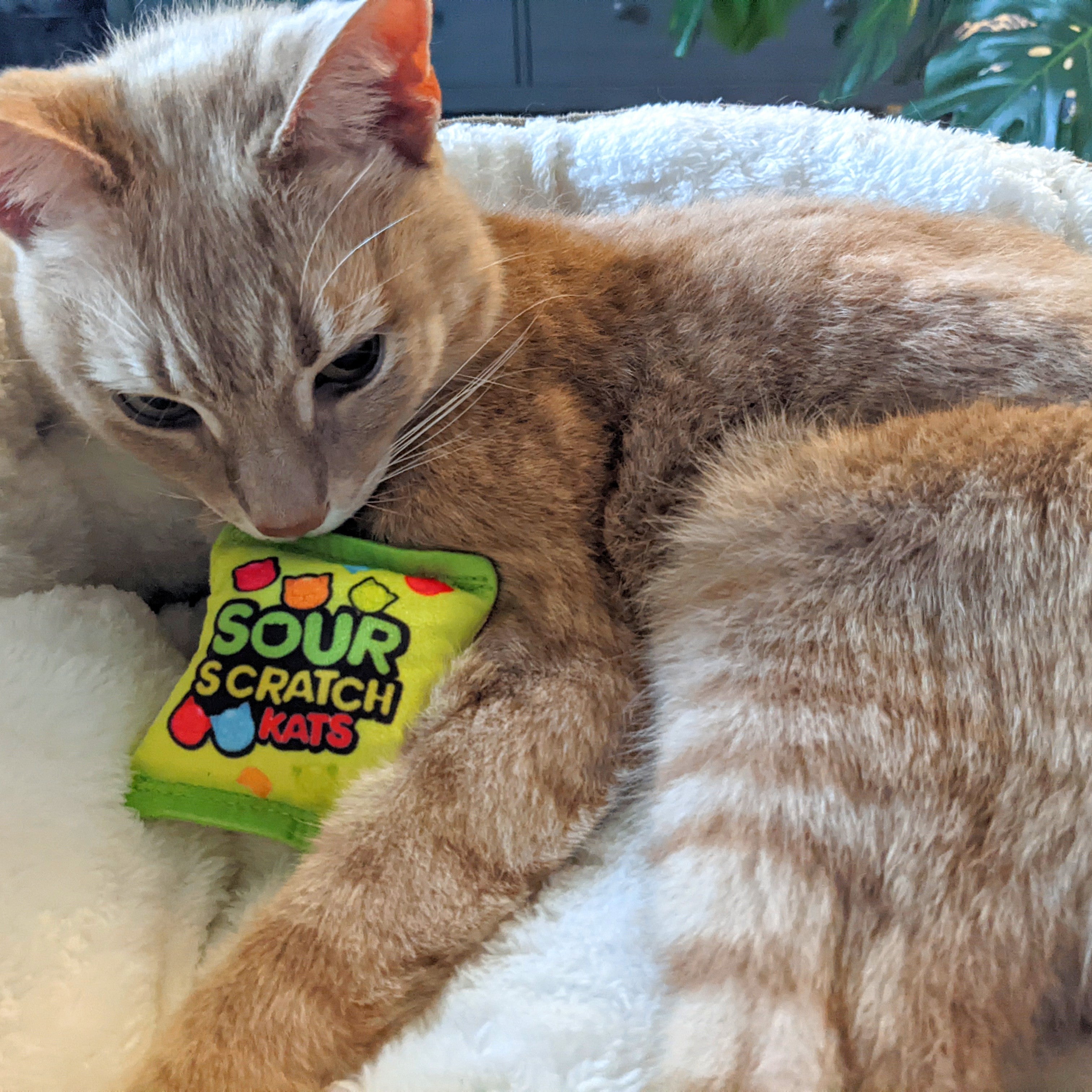 Sour Scratch Kats Cat Toy – Huxley & Kent